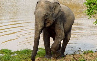 Adopt an Elephant online at udopt.co.uk