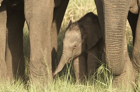 Adopt an Elephant online at udopt.co.uk