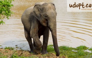 Adopt an Elephant online at udopt.co.uk