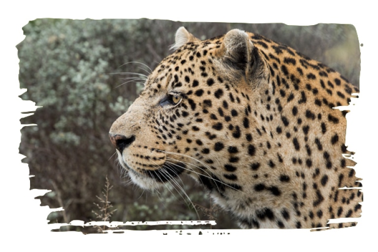 Adopt a Leopard with udopt.co.uk