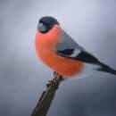 udopt'r - The World's First Adopt an Animal Gift Chooser